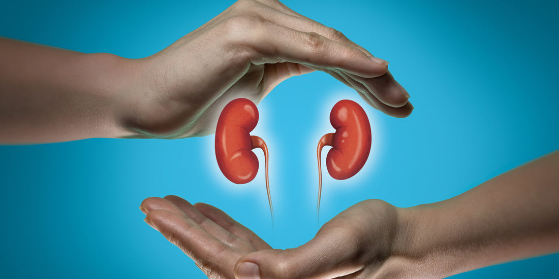 Hydrate Supplements and Kidney Health: Understanding the Role of Hydra ...